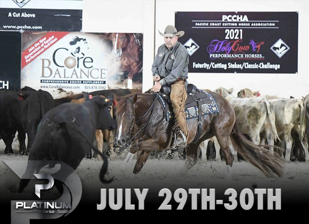 Platinum Horse Sales – Cow Horse Auctions and Consignment