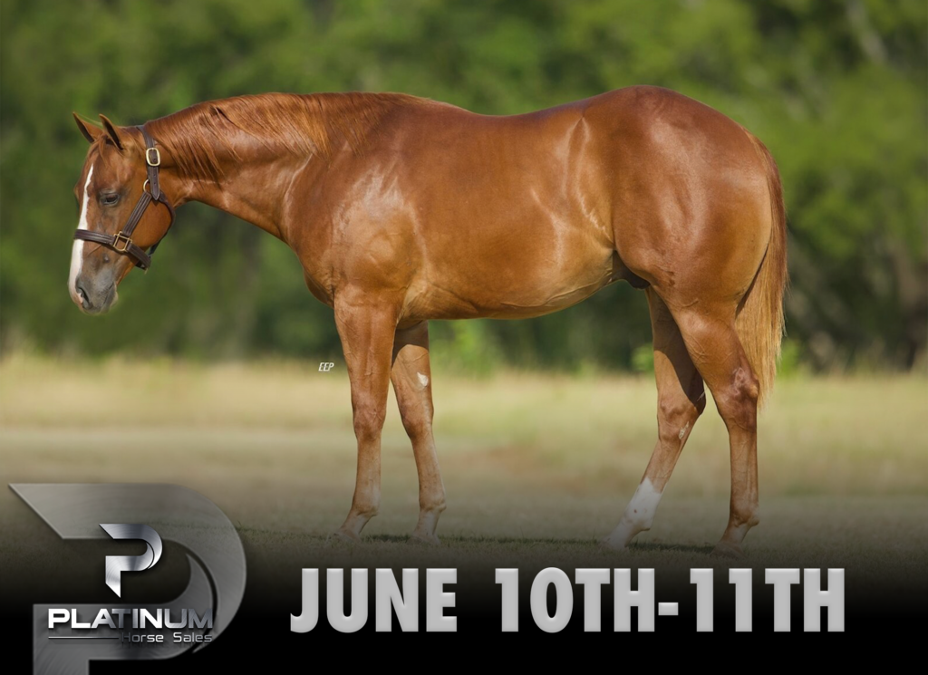 Platinum Horse Sales – Cow Horse Auctions and Consignment