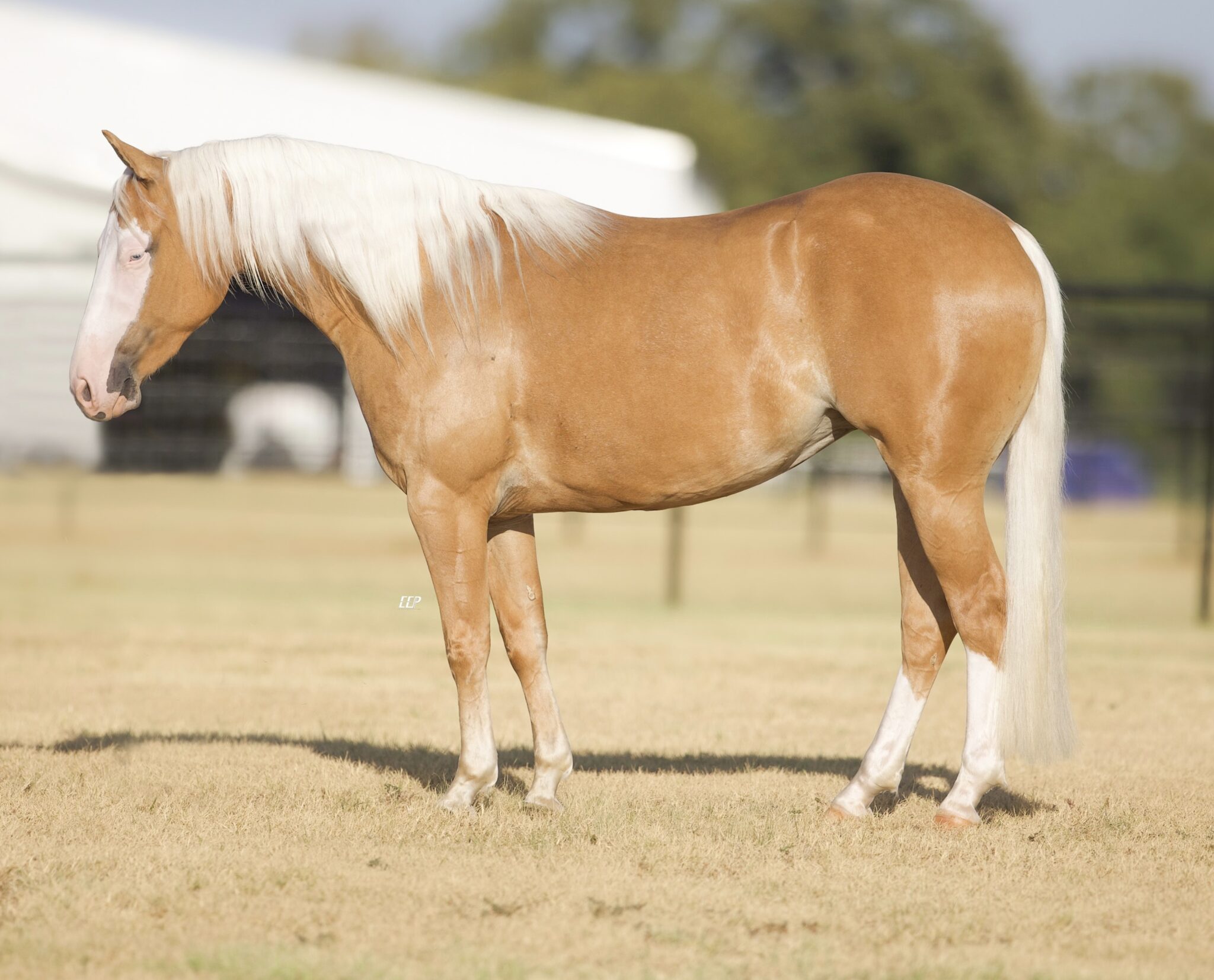 How To Buy – Platinum Horse Sales