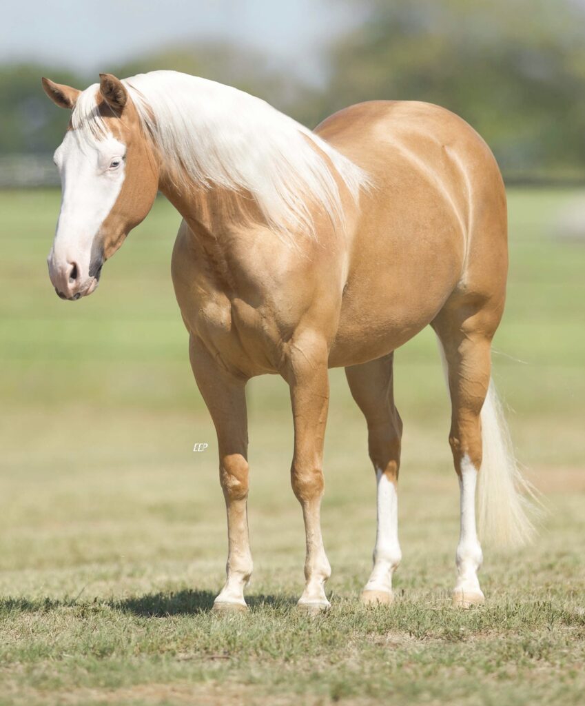 How To Buy – Platinum Horse Sales