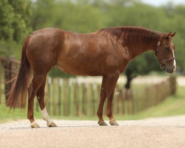 How To Buy – Platinum Horse Sales