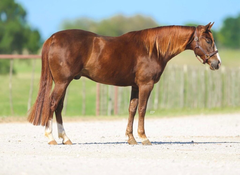 How To Buy – Platinum Horse Sales