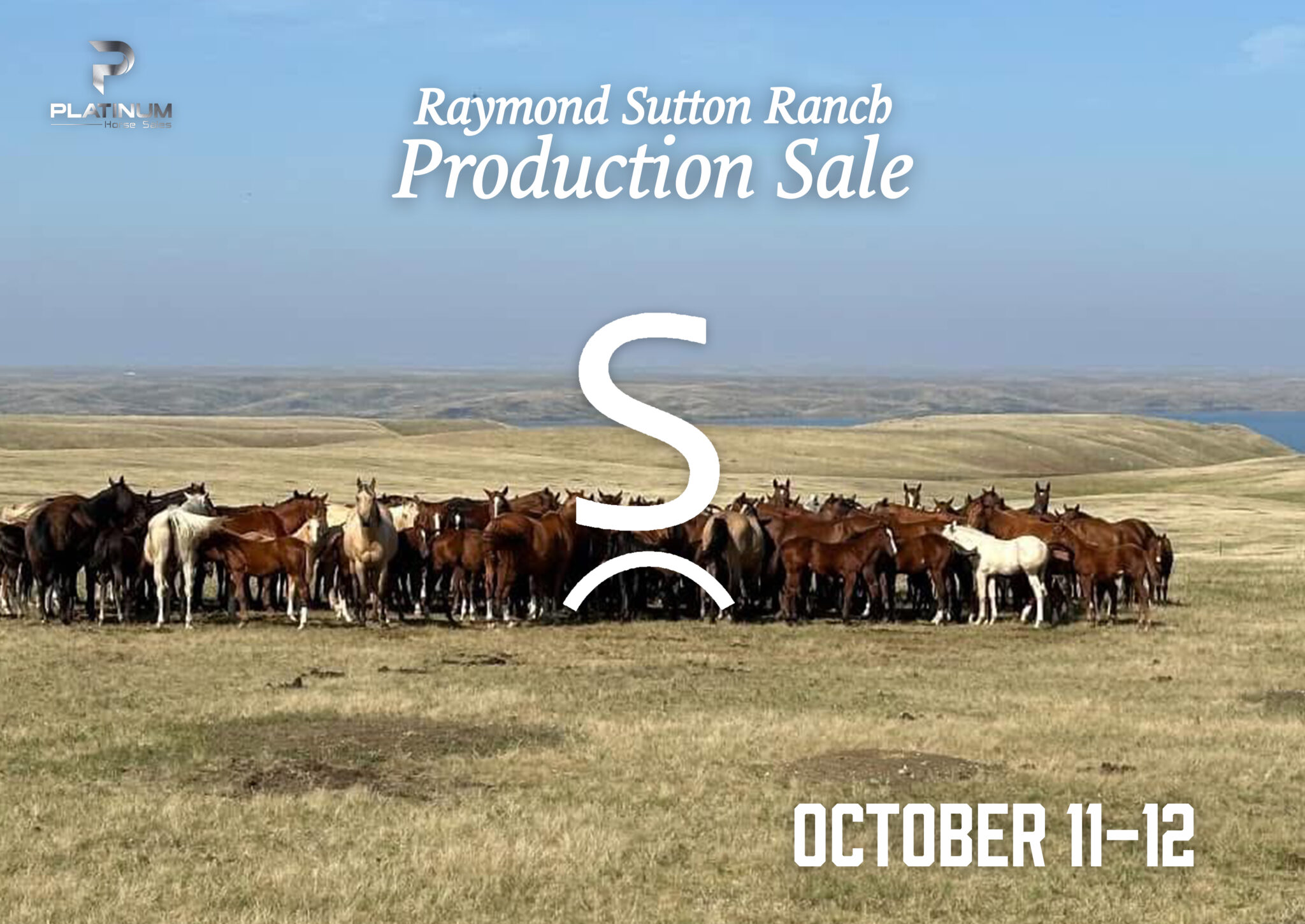 Platinum Horse Sales – Online Performance Horse Auctions